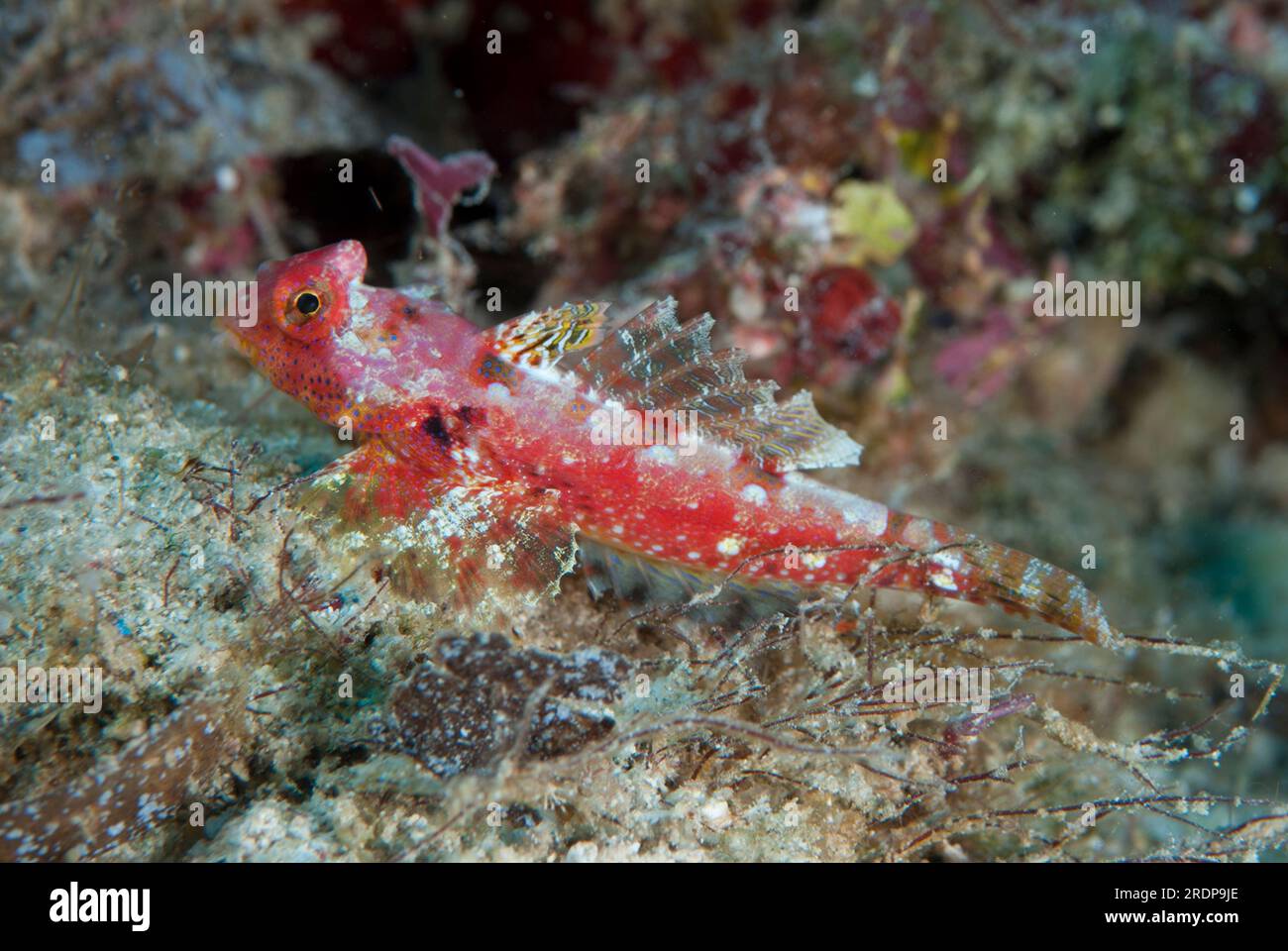 Morrison's Dragonet, Synchiropus morrisoni, Lekuan dive site, Manado ...