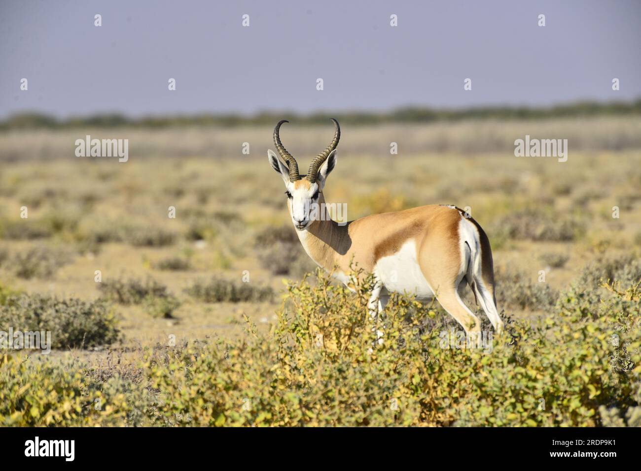Springbok, Etosha National Park, Namibia Stock Photo - Alamy