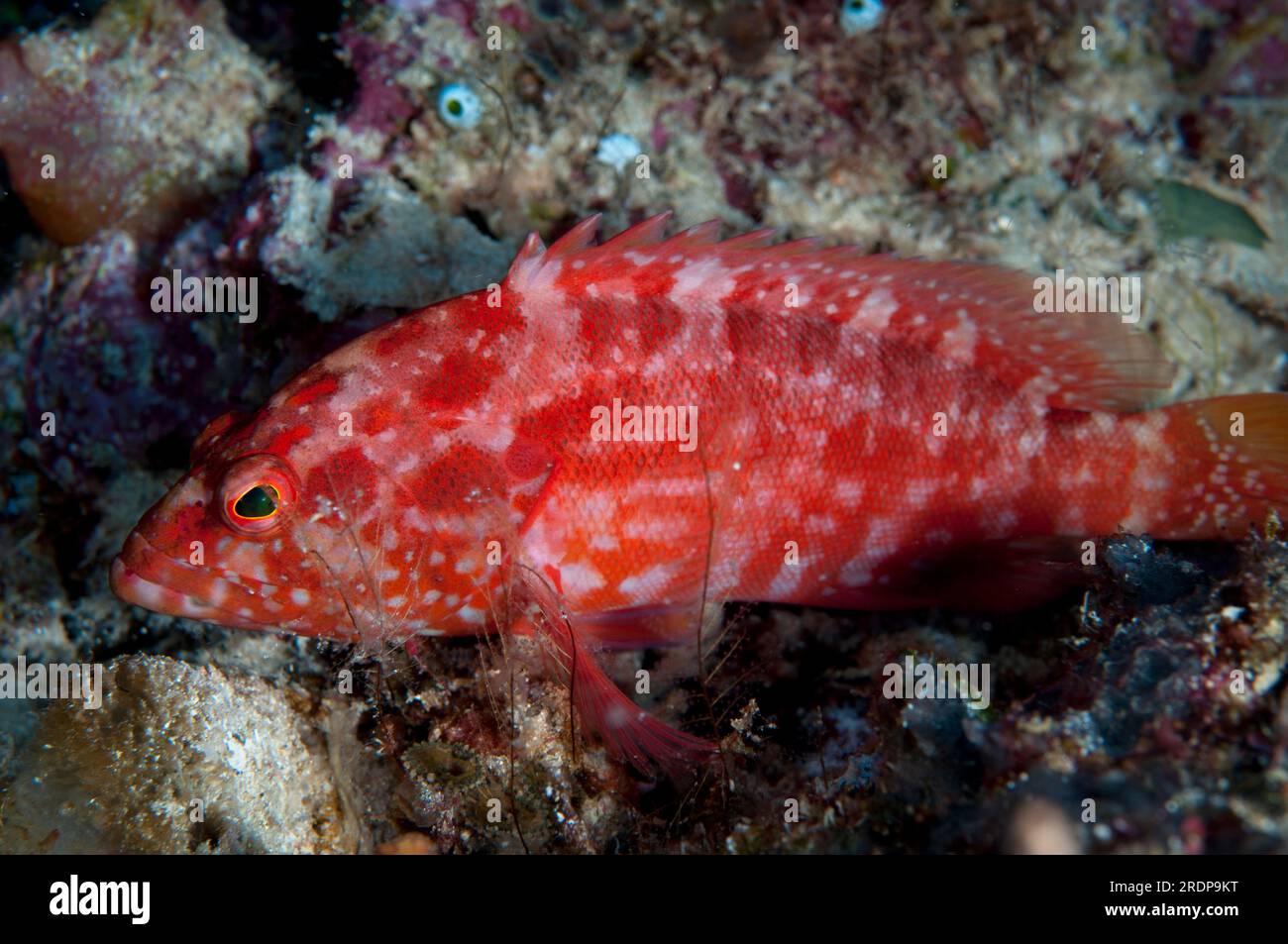 Leopard grouper hi-res stock photography and images - Alamy