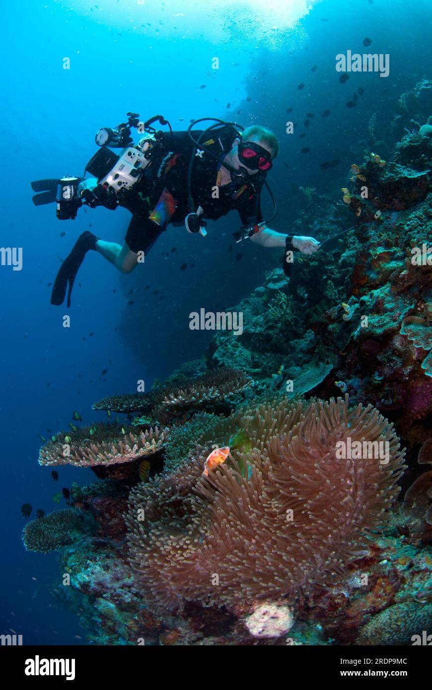 Diver, model released, with camera looking at Pink Anemonefish ...