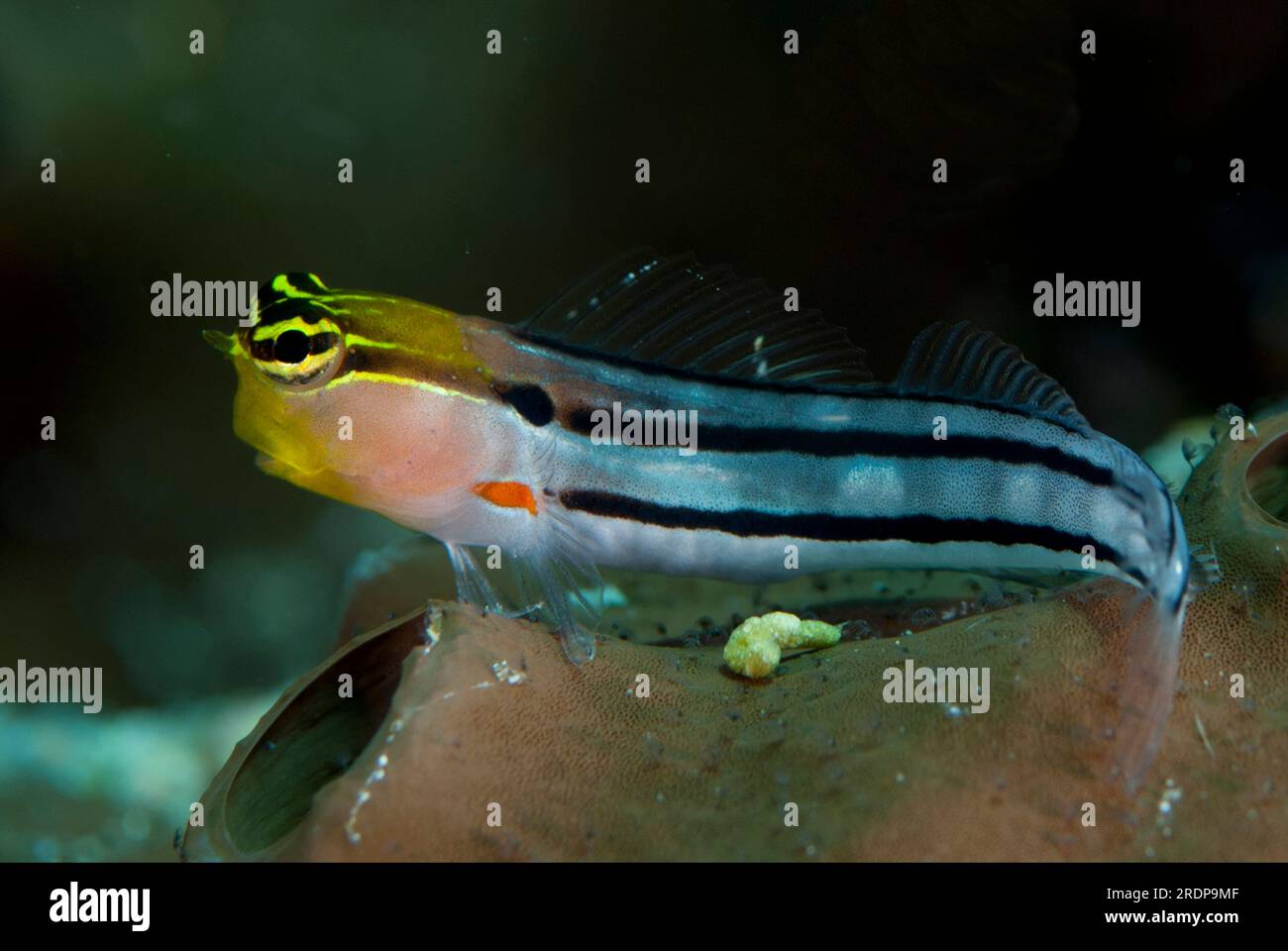 Black striped form of Bath's Blenny, Ecsenius bathi, Lekuan dive site ...