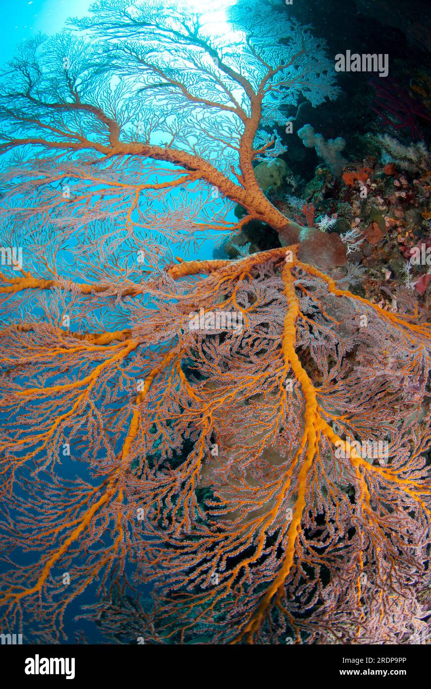 Alcyonacaea hi-res stock photography and images - Alamy