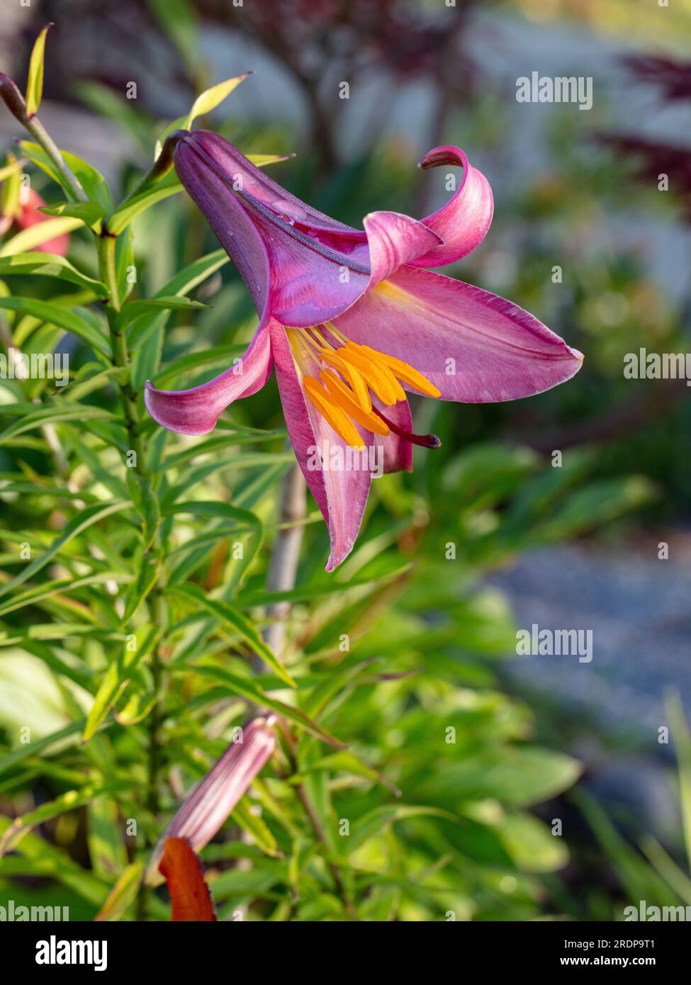 'Pink Perfection' Trumpet Lily, Kungslilja (Lilium regale Stock Photo ...