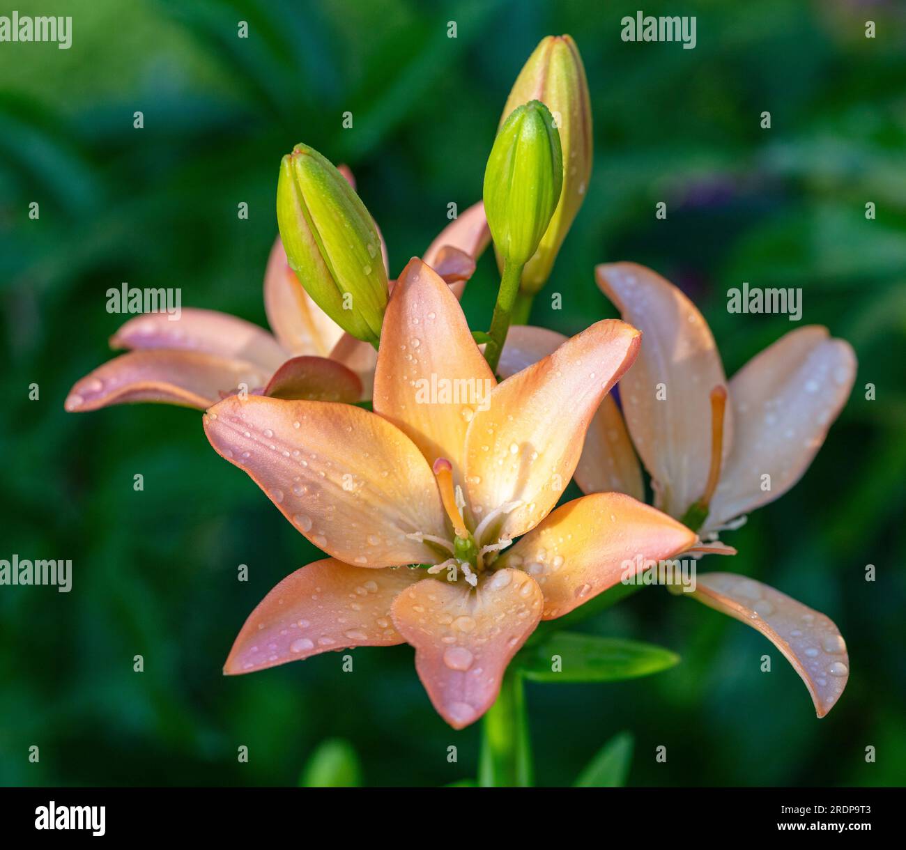 'Elodie' Asiatic Lily, Asiatisk lilja (Lilium asiatica Stock Photo - Alamy