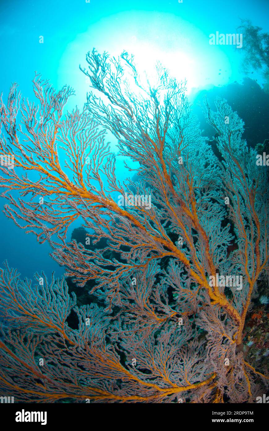 Sea Fan, Melithaea sp, with sun in background, Depan Kampung dive site ...