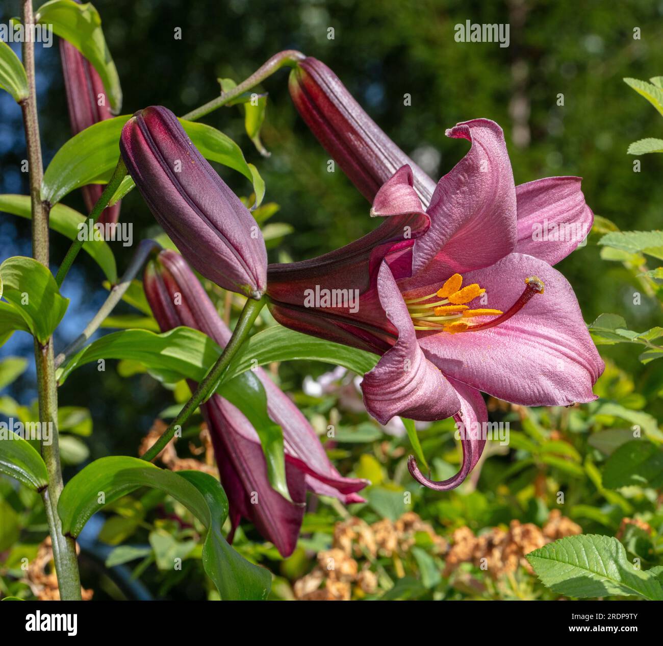 'Pink Perfection' Trumpet Lily, Kungslilja (Lilium regale Stock Photo ...