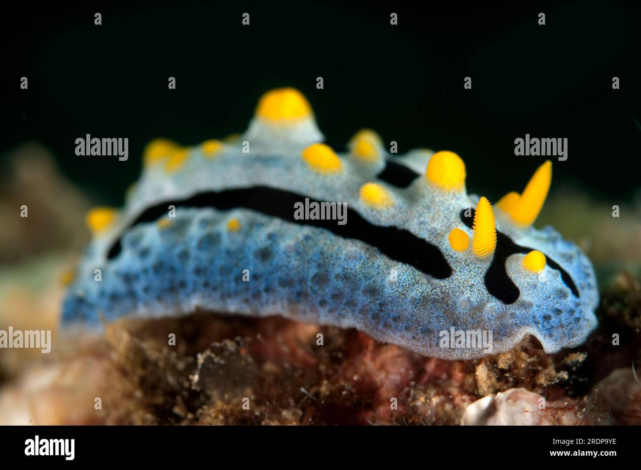 Sky blue phyllidia nudibranch hi-res stock photography and images - Alamy