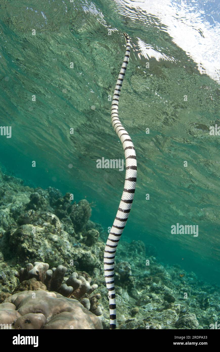 Yellow lipped banded sea krait hi-res stock photography and images - Alamy