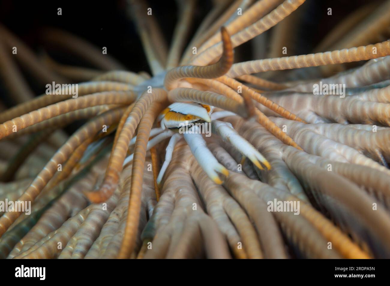 Squat Lobster, Allogalathea elegans, in Crinoid, Comatulida Order ...