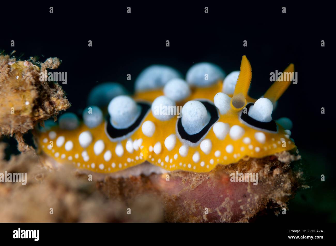 Ocellate Phyllidia Nudibranch, Phyllidia ocellata, Totoi dive site ...