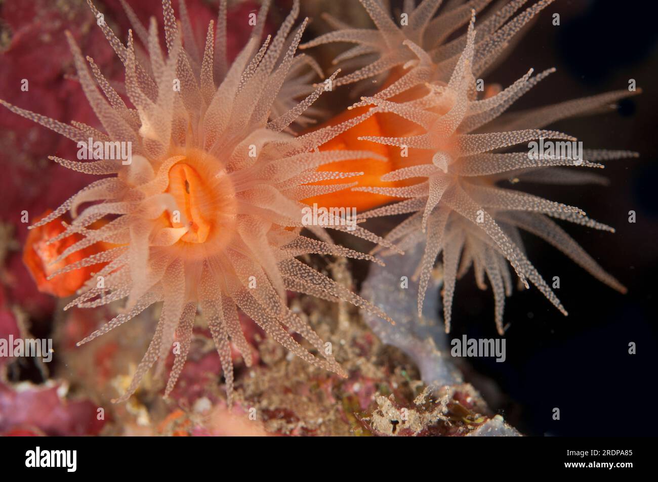 Coral polyps, Tubastrea sp, night dive, Minahasa Lagoon House Reef ...