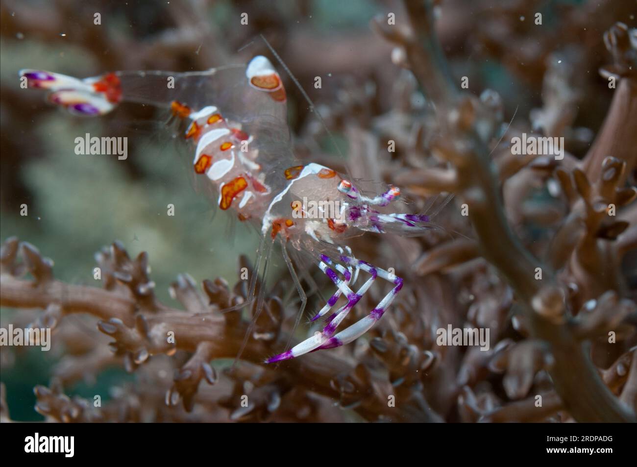 Circus dive site hi-res stock photography and images - Alamy