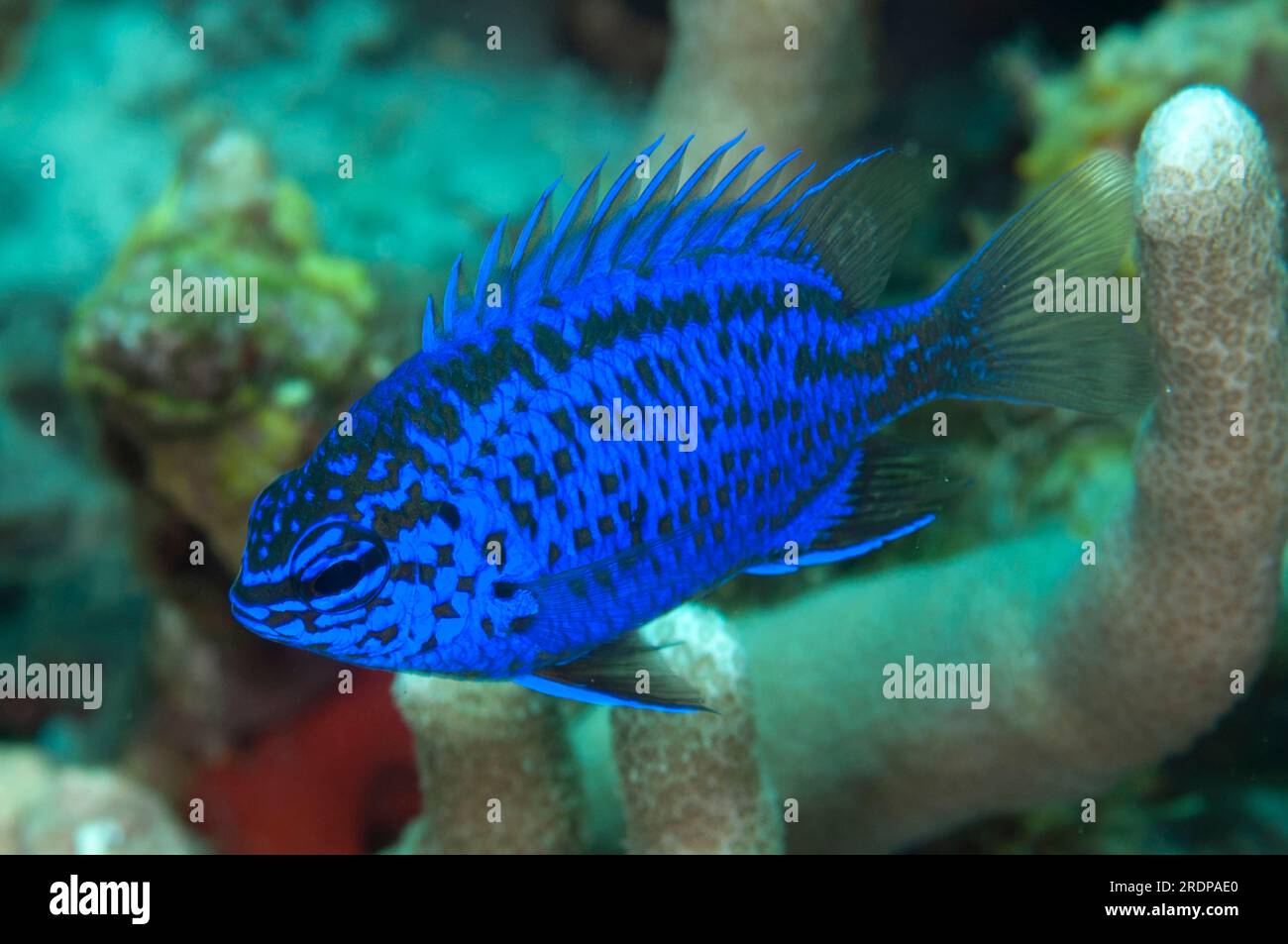 Circus dive site hi-res stock photography and images - Alamy