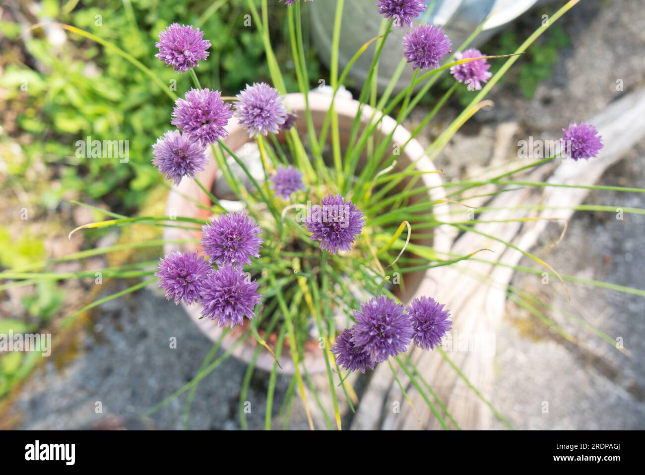 Pot of chives with purple flowers from above in a rustic rural garden ...