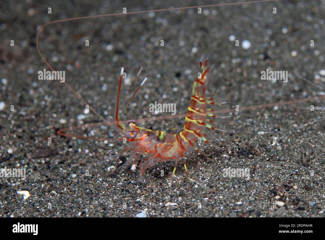 Solencerid shrimp hi-res stock photography and images - Alamy