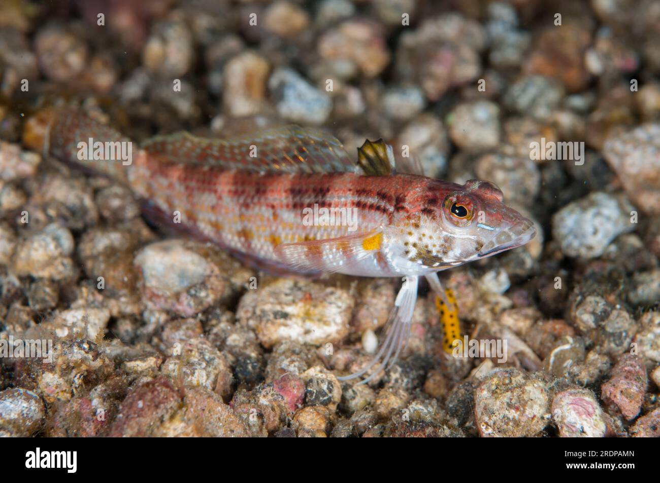 Blackfin Sandperch, Parapercis snyderi, Nudi Falls dive site, Lembeh ...