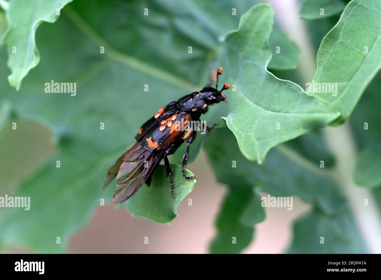 Burying beetle with symbiotic mites on back with wings extended ...