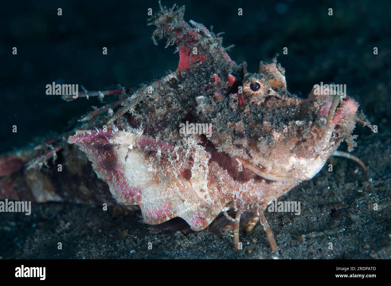 Pink Spiny Devilfish, Inimicus didactylus, walking with pelvic rays on ...