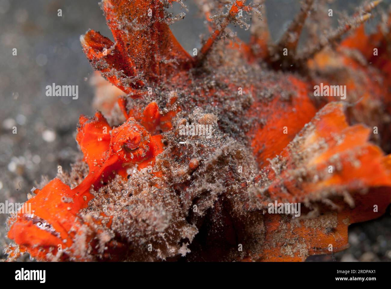 Spiny Devilfish (Inimicus didactylus), Joleha dive site, Lembeh Straits ...