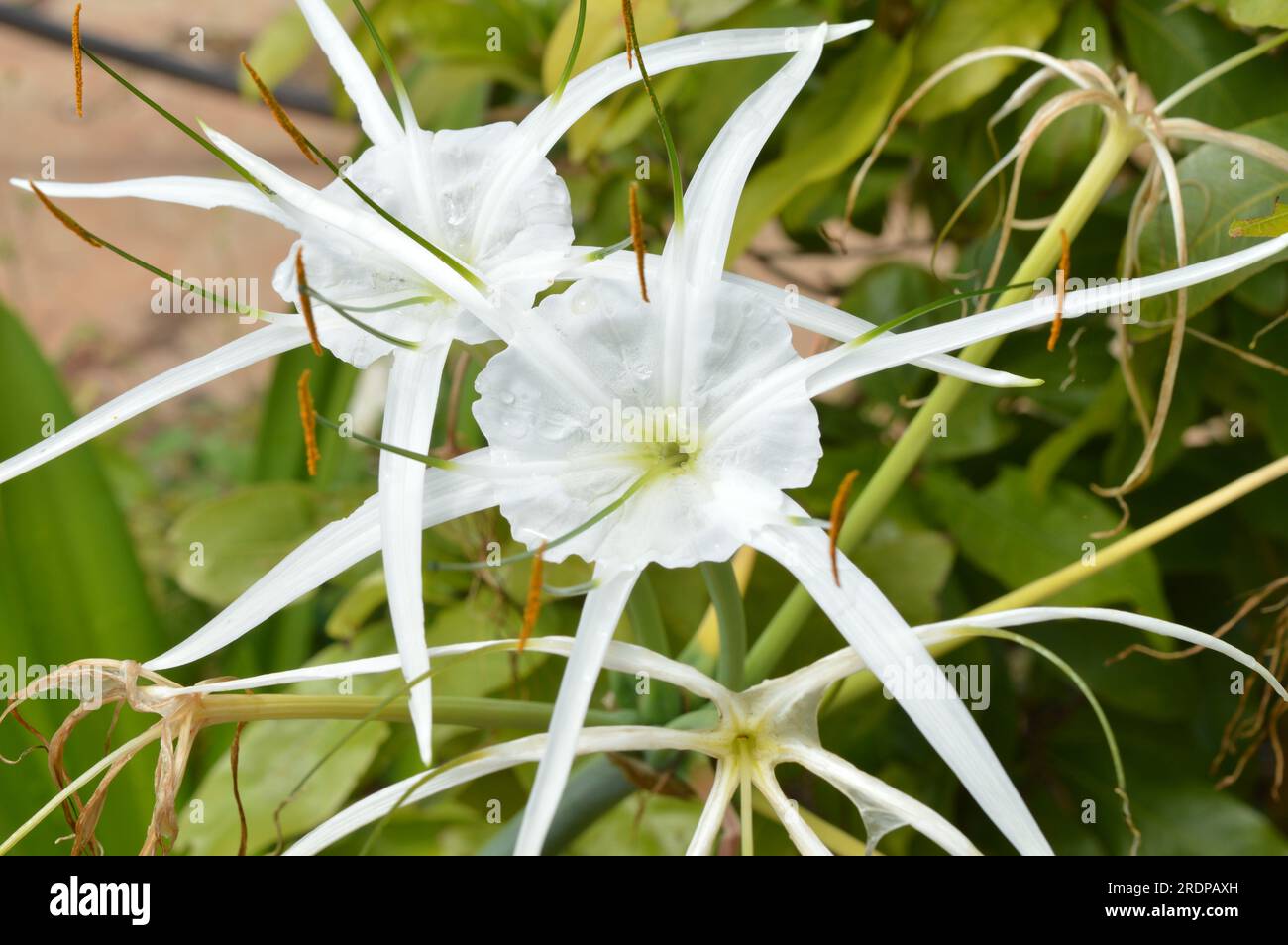 Exotic White Flower Stock Photo - Alamy