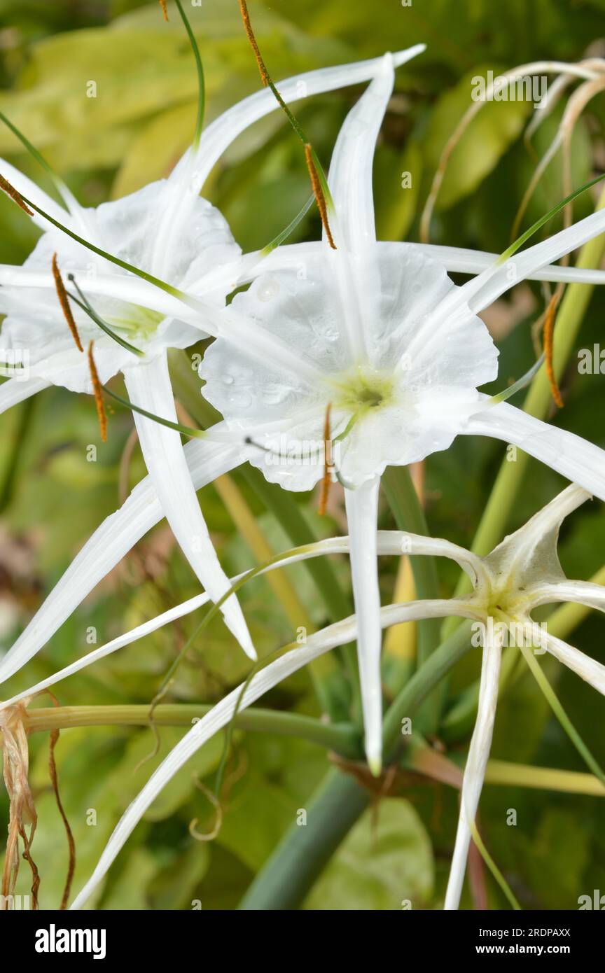 Exotic White Flower Stock Photo - Alamy