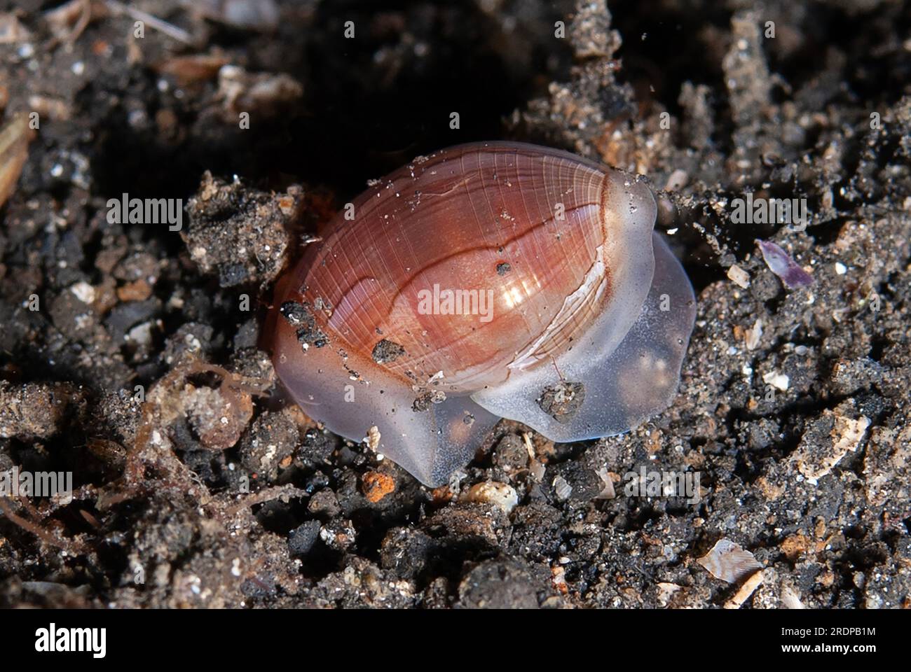 White Nut Sheath Bubble Shell, Atys naucum, burrowing into sand during ...