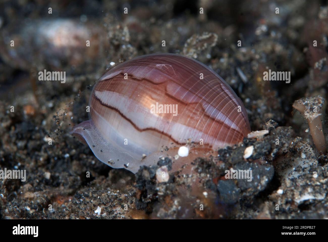 White Nut Sheath Bubble Shell, Atys naucum, burrowing into sand during ...
