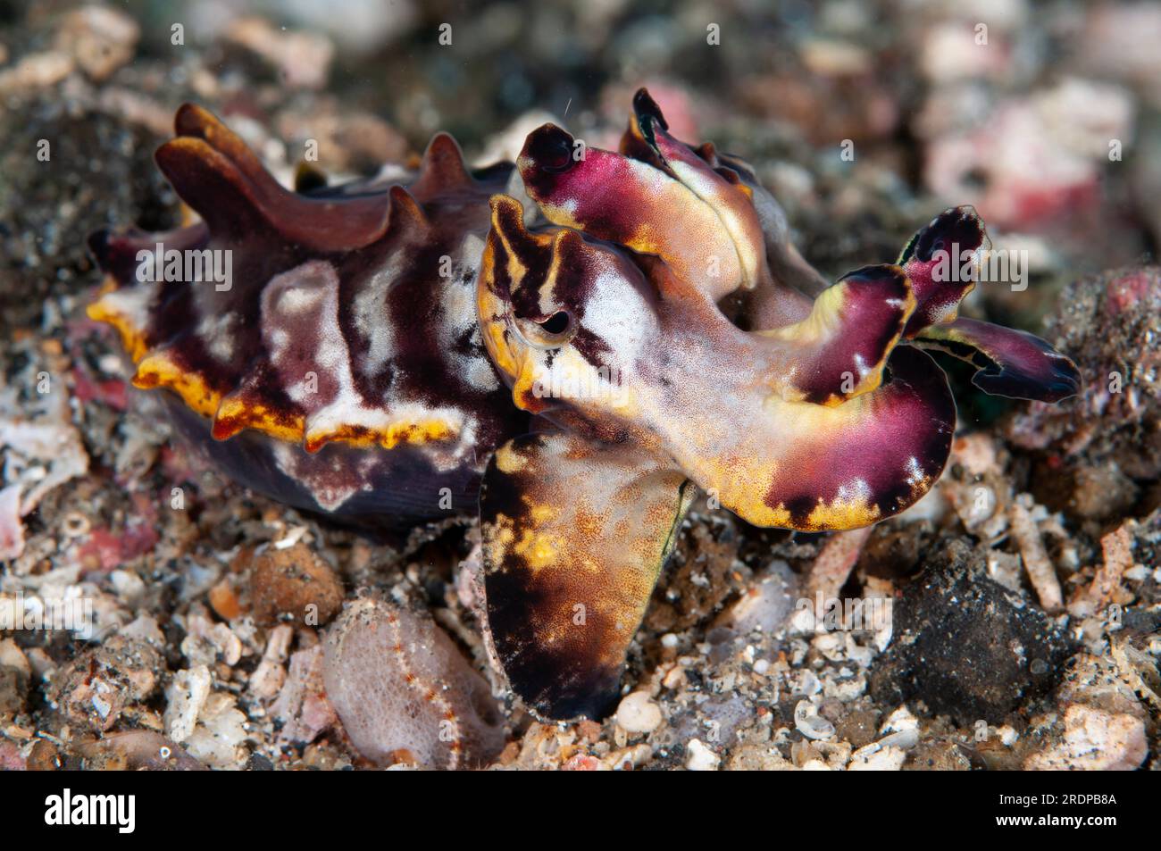 Pfeffer's Flamboyant Cuttlefish; Metasepia pfefferi, Makawide dive site ...