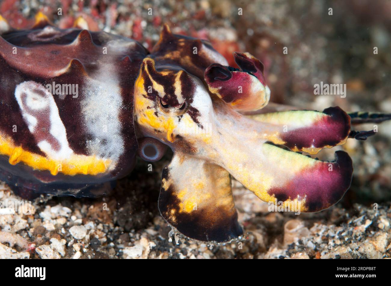 Pfeffer's Flamboyant Cuttlefish; Metasepia pfefferi, Makawide dive site ...