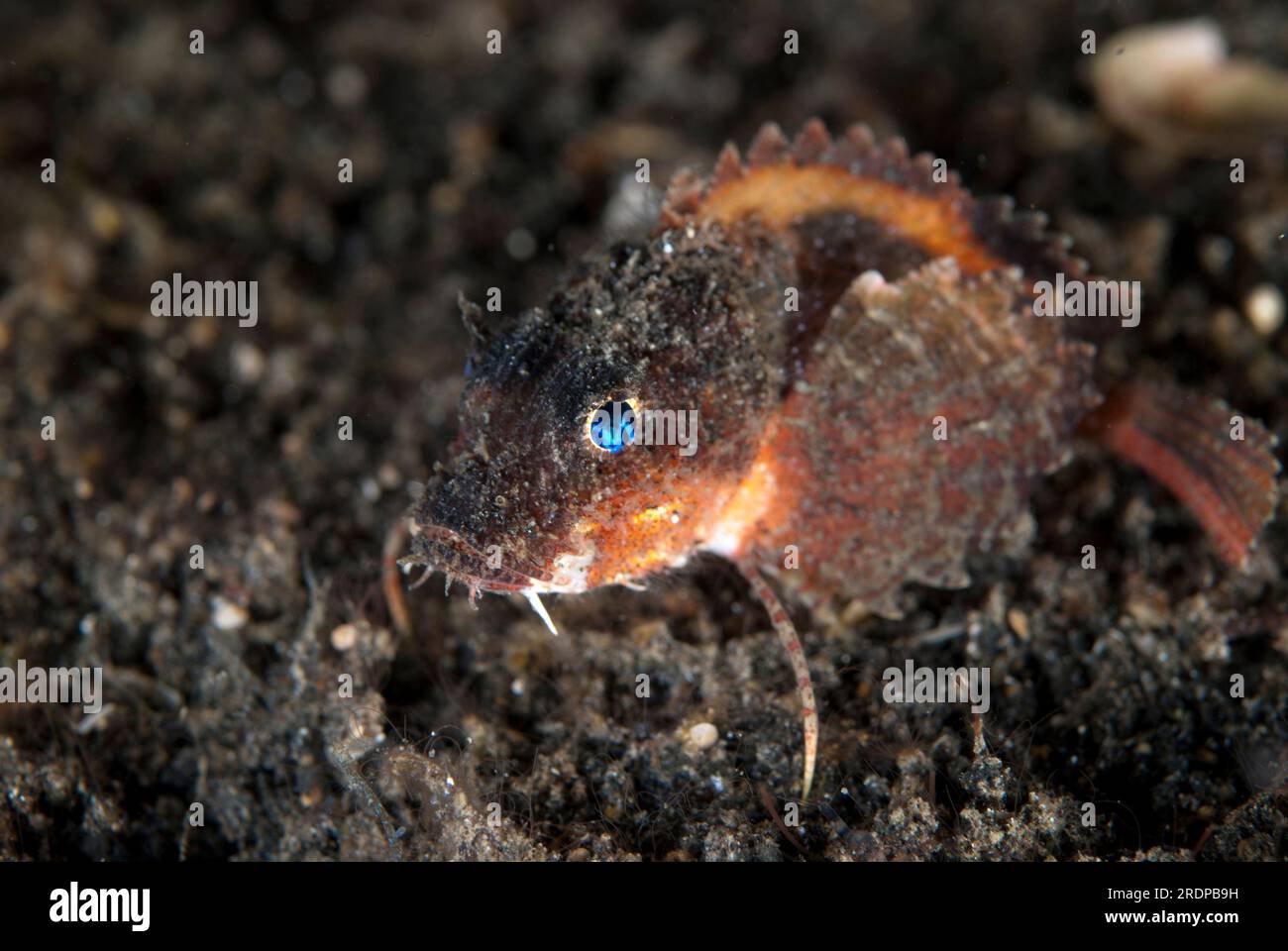 Blue-eyed Stingfish, Minous trachycephalus, TK3 dive site, Lembeh ...