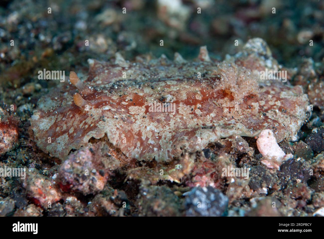 Platydoris Nudibranch, Platydoris sabulosa, Bronsel dive site, Lembeh ...