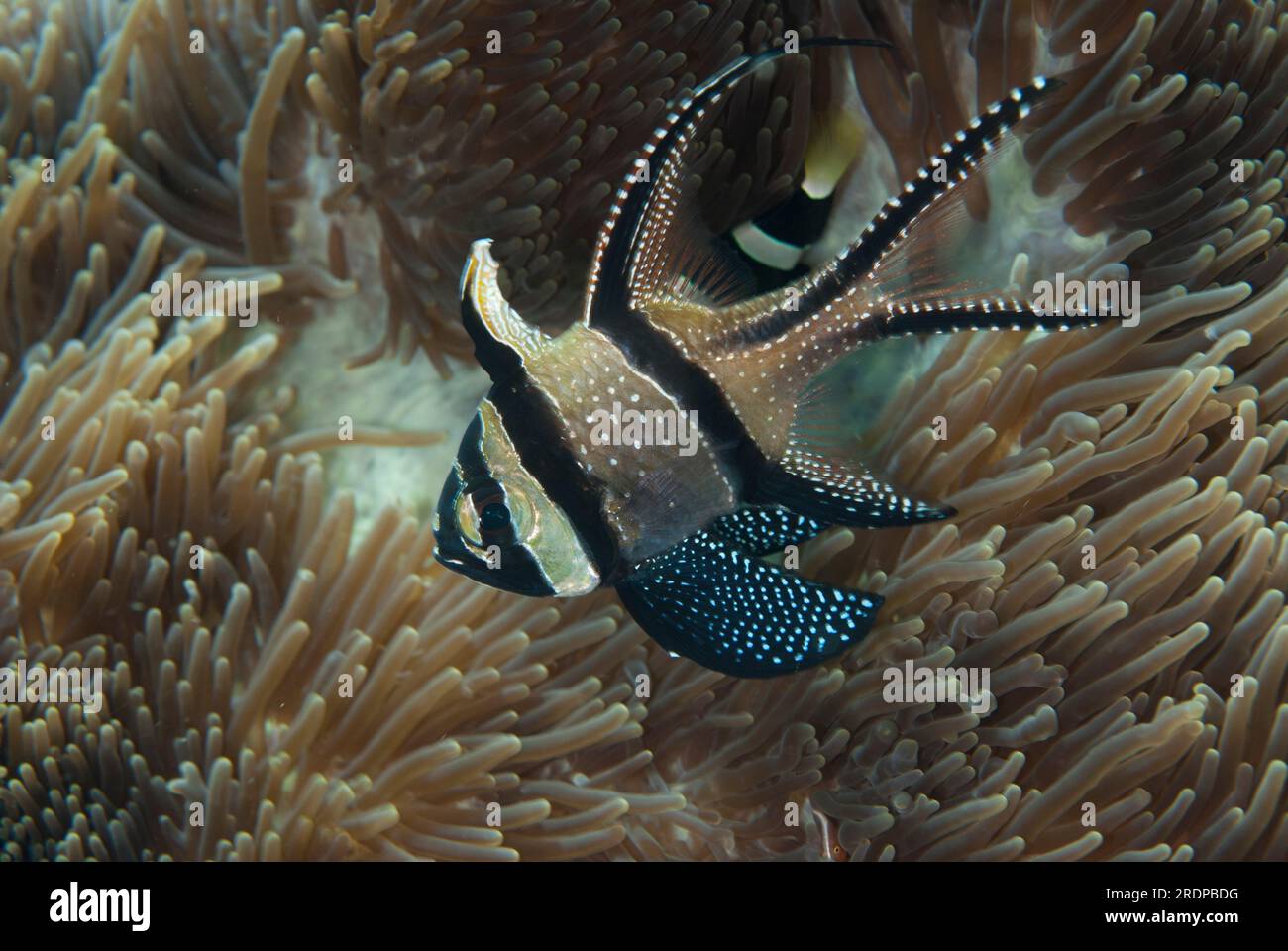 Banggai Cardinalfish, Pterapogon kauderni, with Magnificent Sea Anemone ...