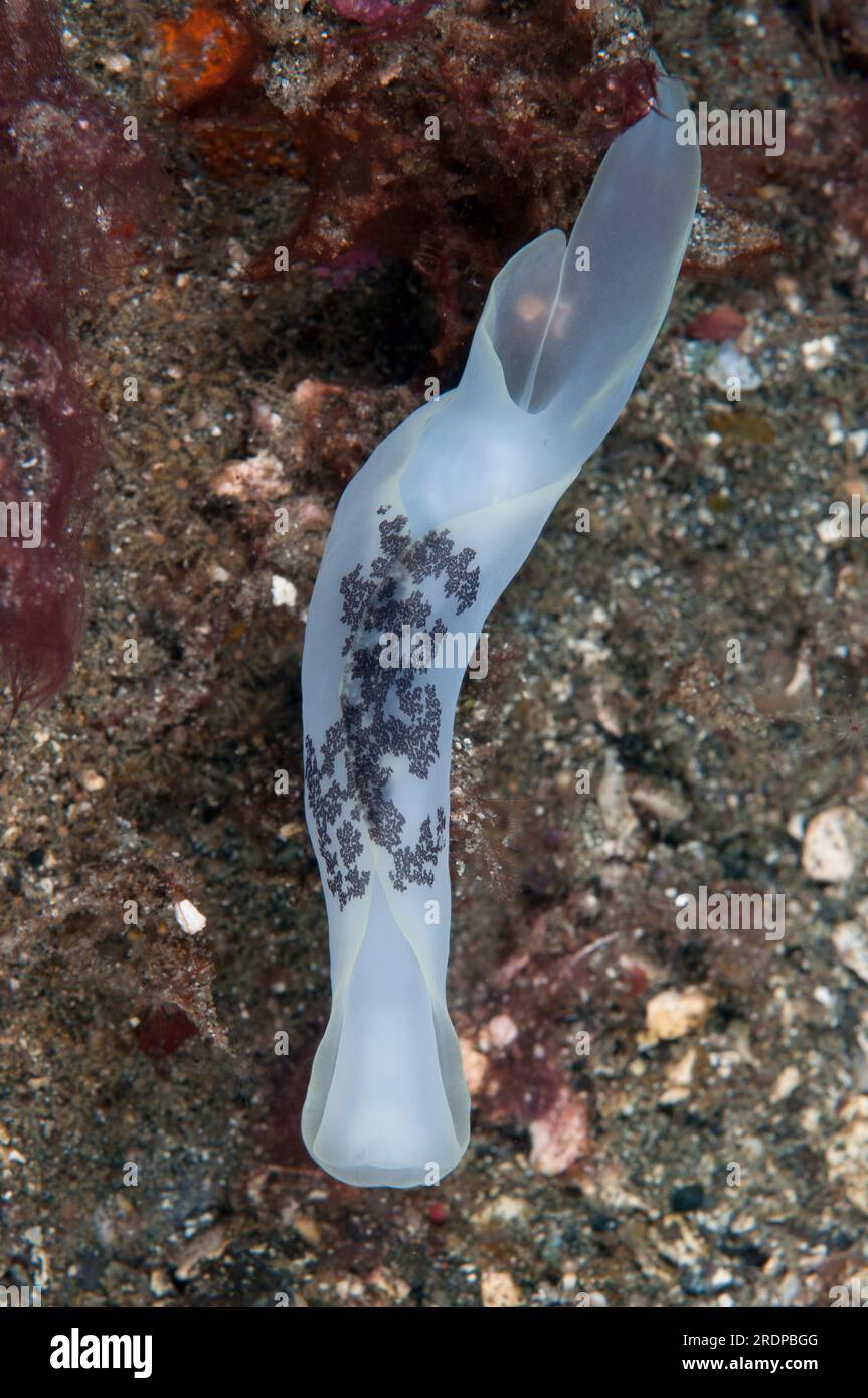 Algae patch hi-res stock photography and images - Alamy