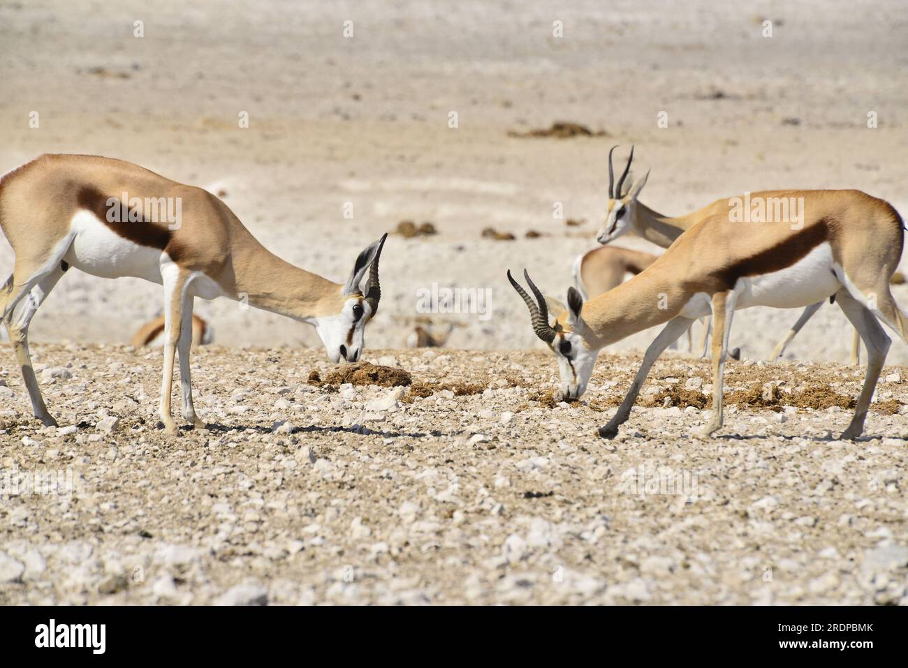 Springboks fighting hi-res stock photography and images - Alamy