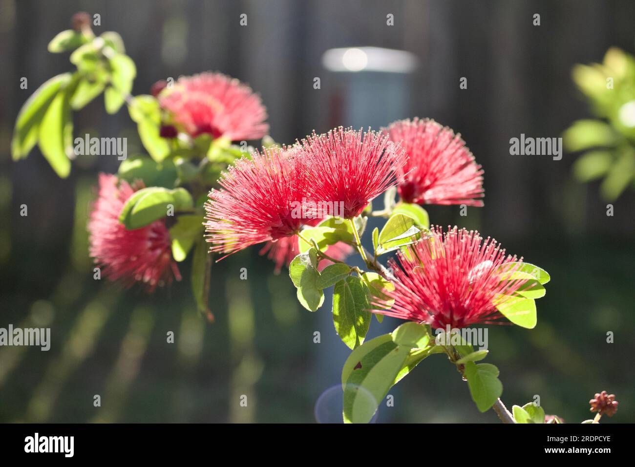Powderpuff tree hi-res stock photography and images - Alamy