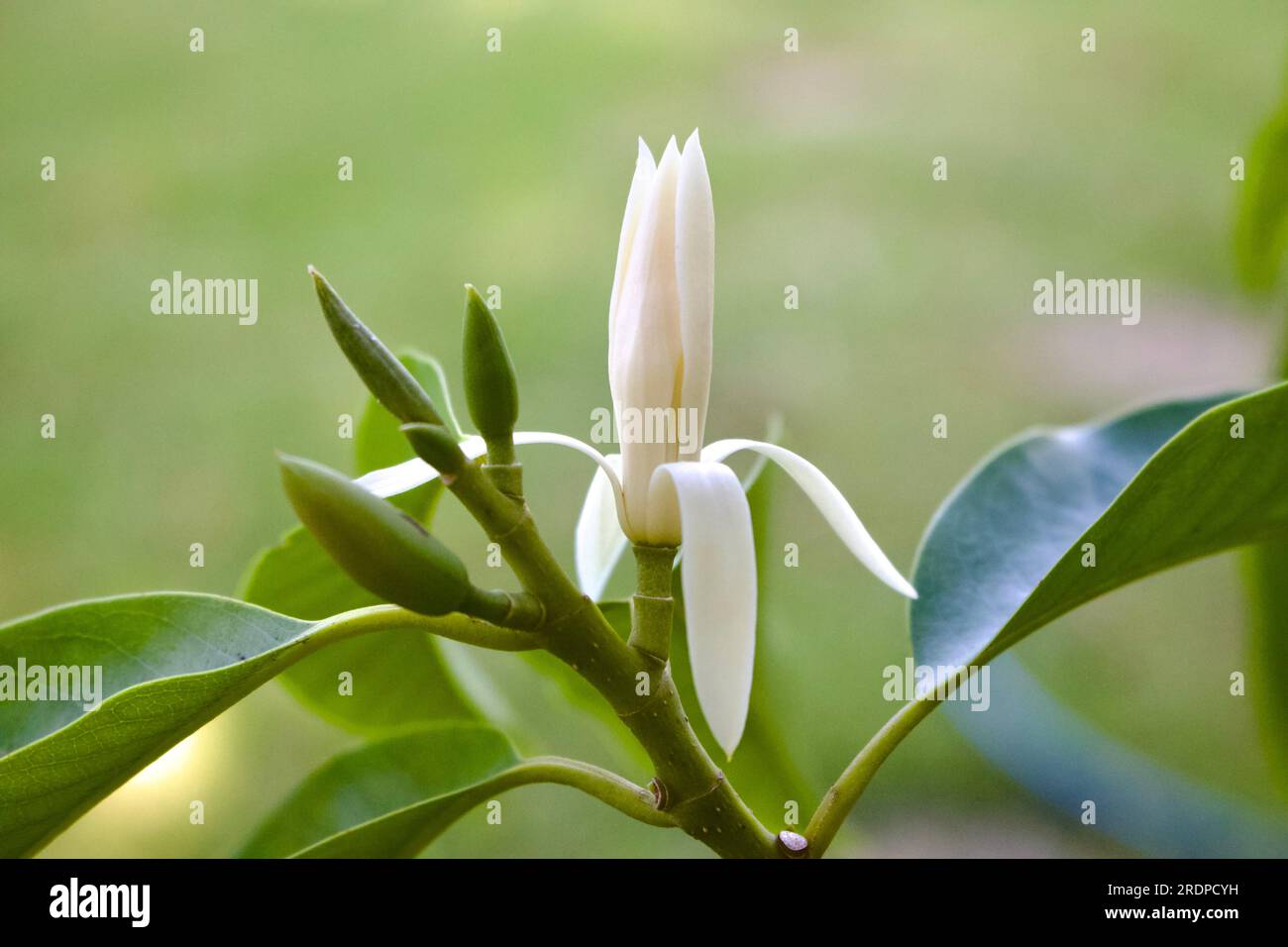 White champaca hi-res stock photography and images - Alamy