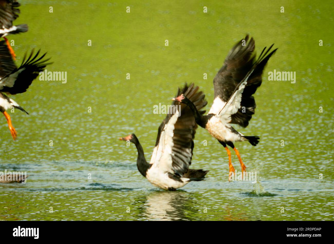 Magpie geese hi-res stock photography and images - Alamy