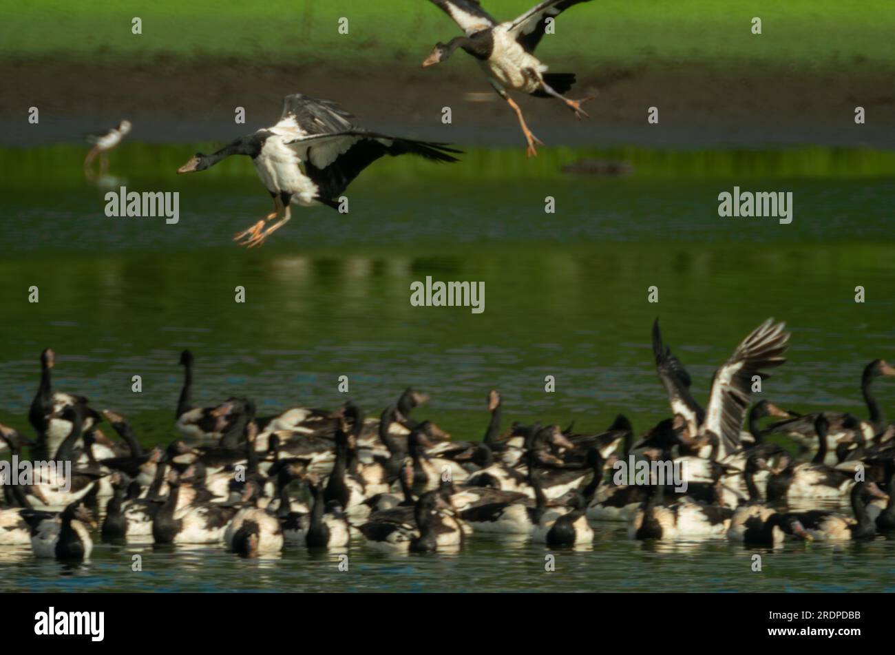 Magpie Geese, Anseranas semipalmata, wild, in flight, Hasties Swamp ...