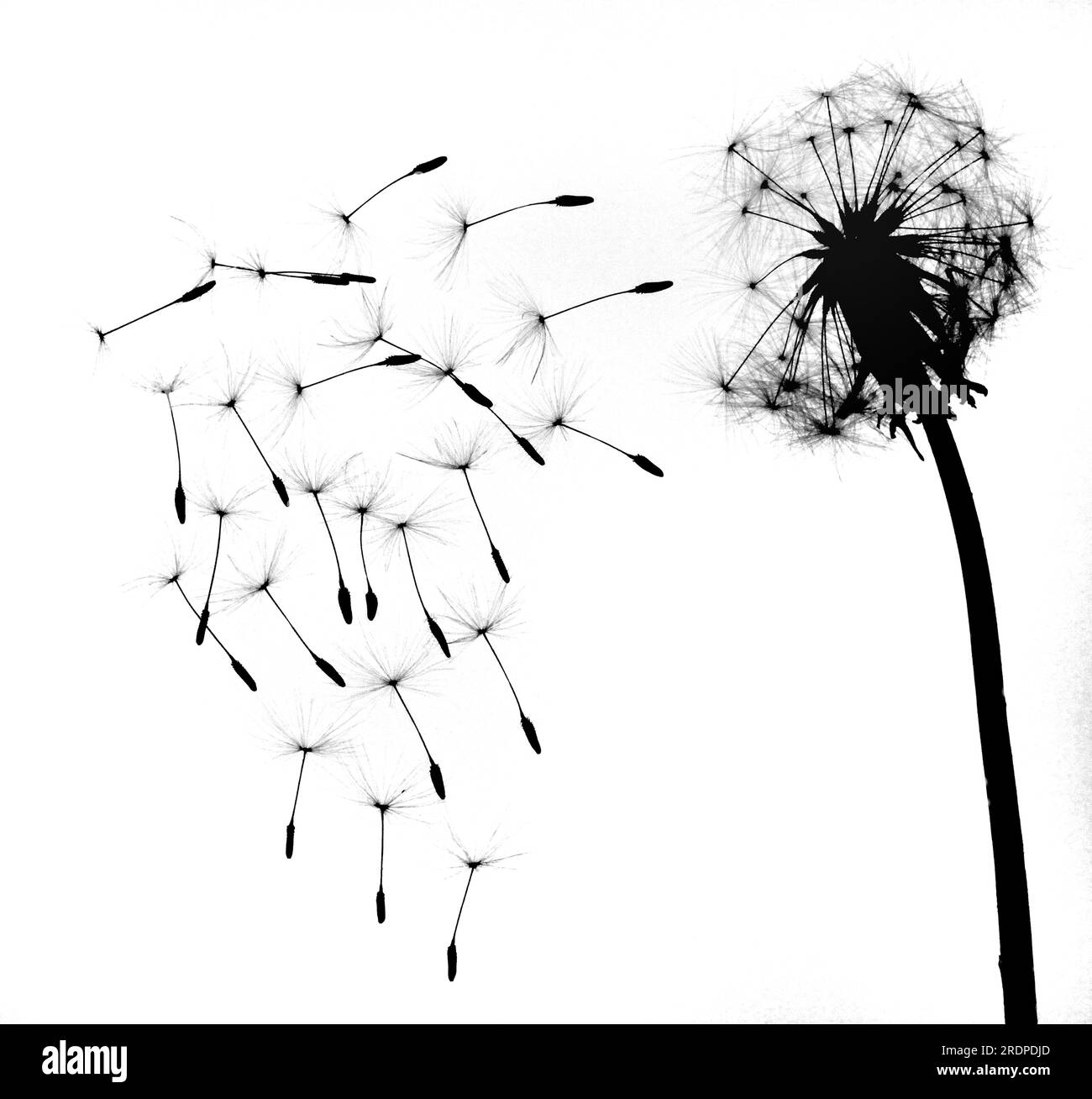 Striking insects Black and White Stock Photos & Images - Alamy