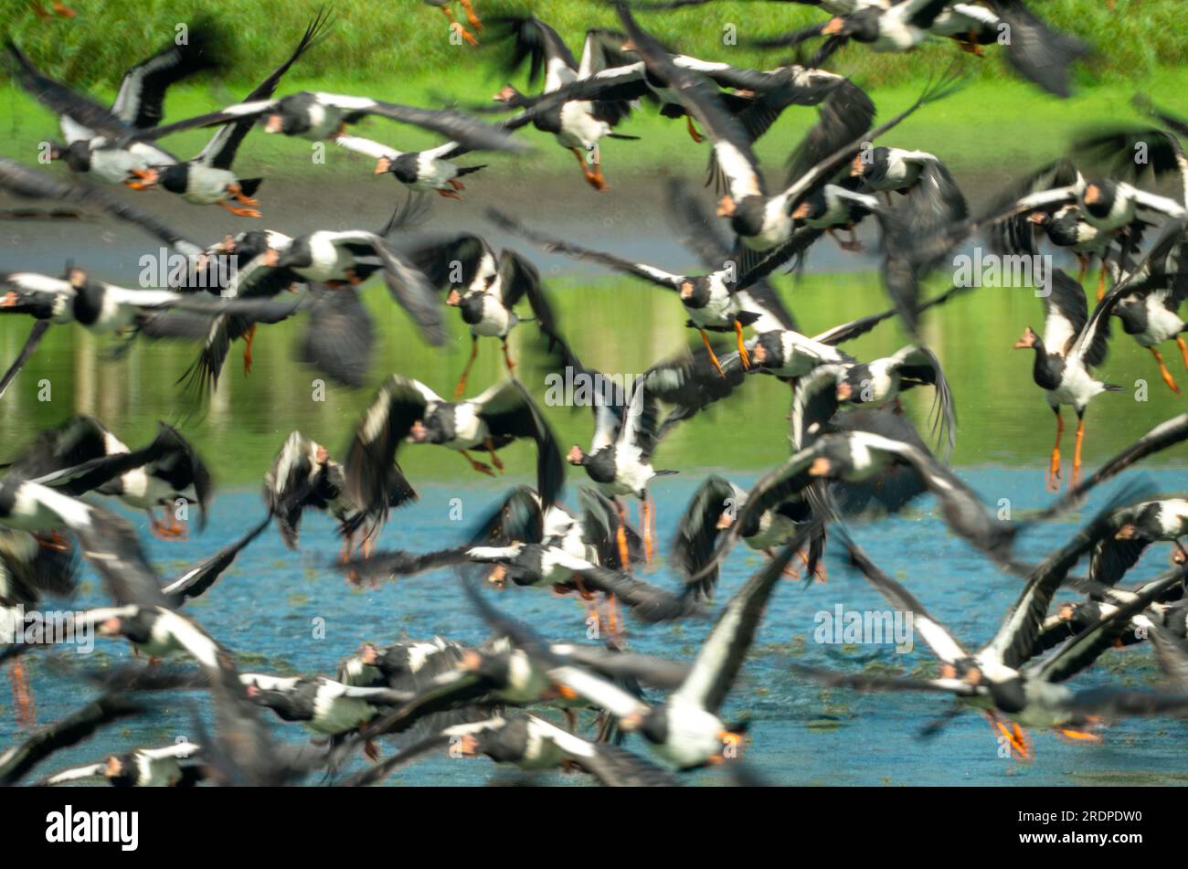 Magpie Geese, Anseranas semipalmata, wild, in flight, Hasties Swamp ...