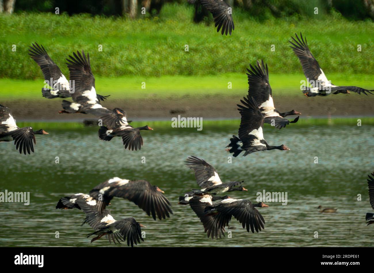 Magpie Geese, Anseranas semipalmata, wild, in flight, Hasties Swamp ...