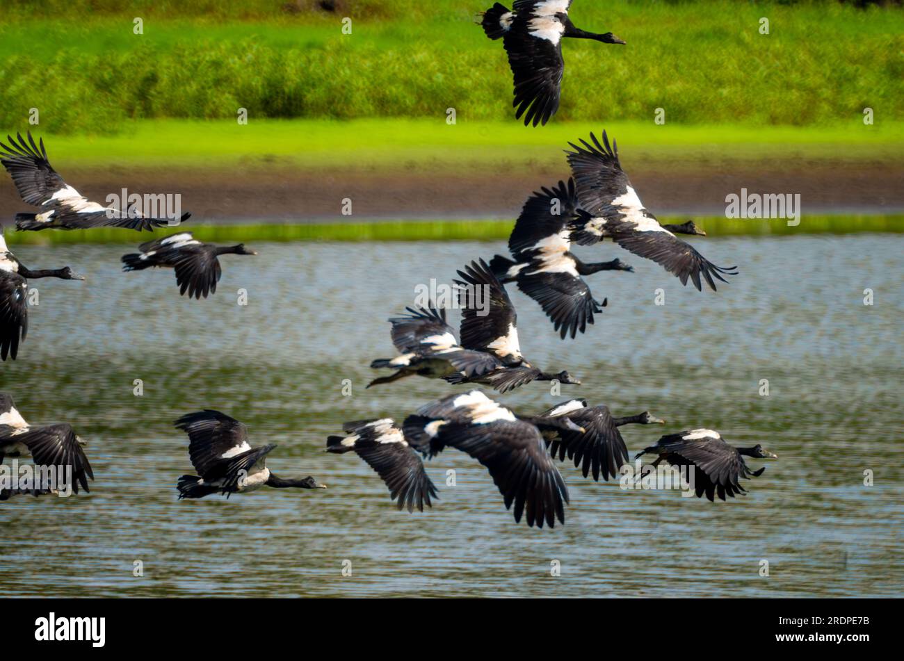 Magpie Geese, Anseranas semipalmata, wild, in flight, Hasties Swamp ...