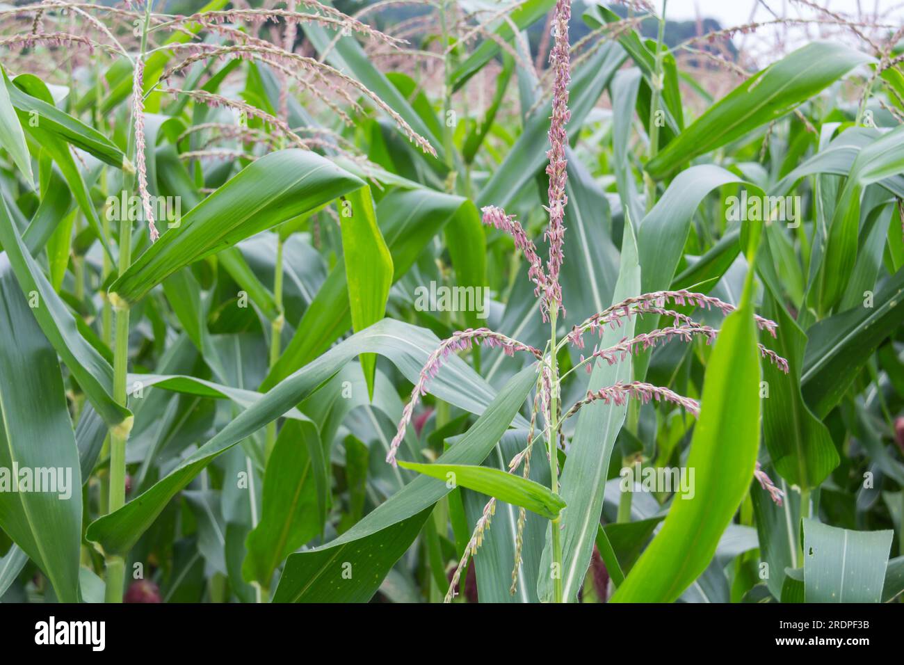 Corn flower in the garden Stock Photo - Alamy