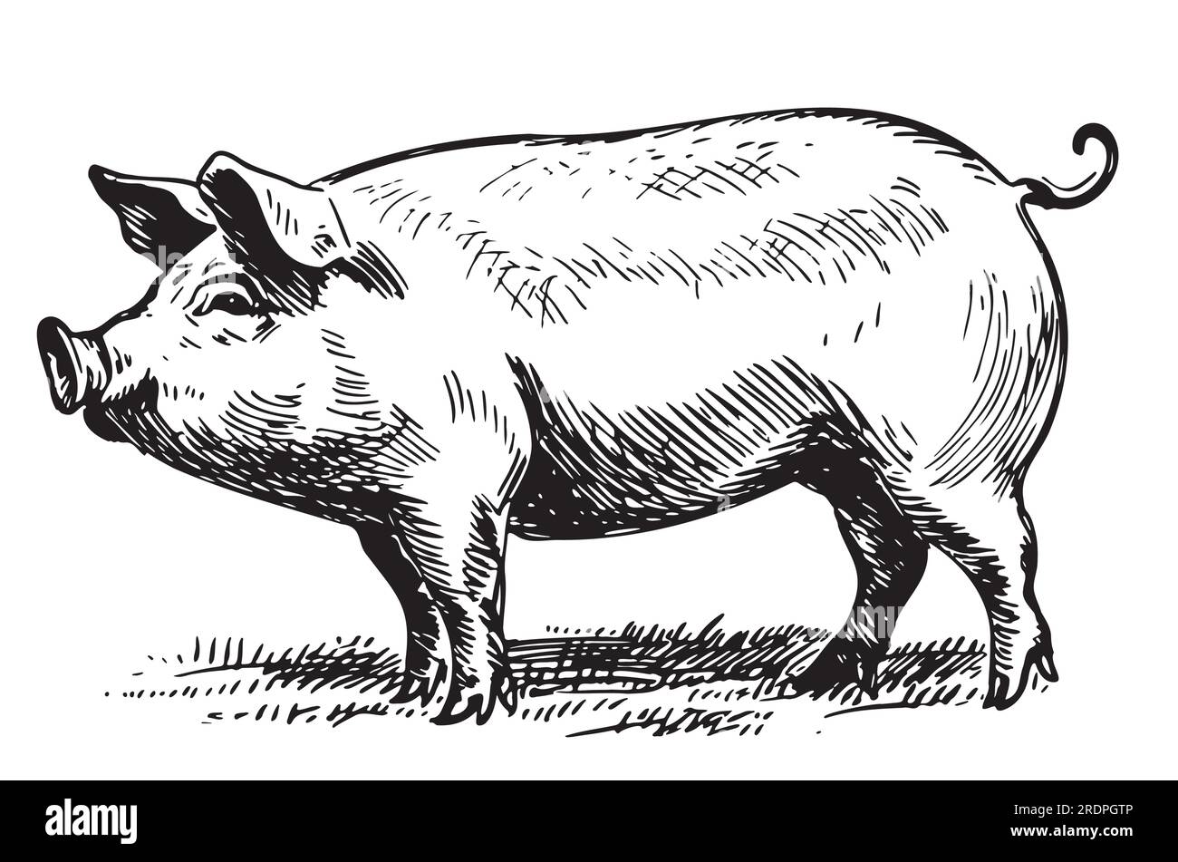 Fat pig in graphic style Farming and animal husbandry illustration ...