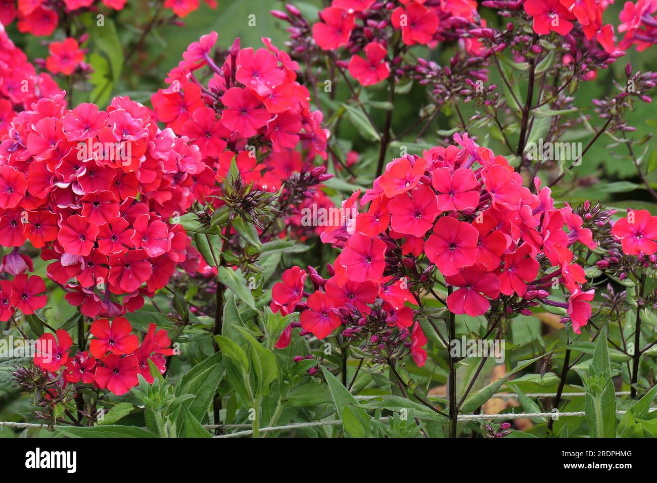 Closeup of the red flowering flower heads of the herbaceous perennial ...
