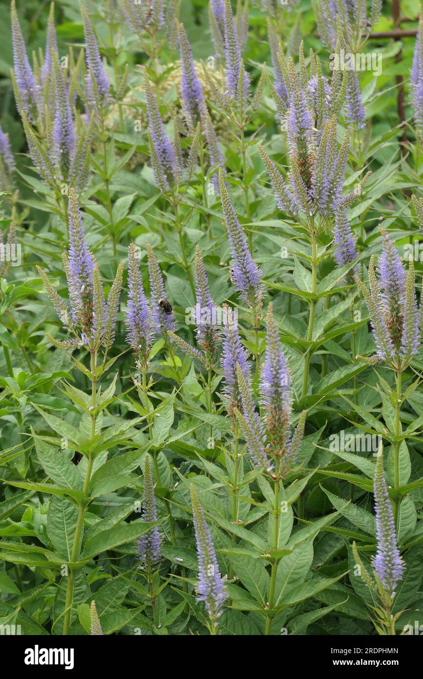 Culvers root veronicastrum sibiricum hi-res stock photography and ...