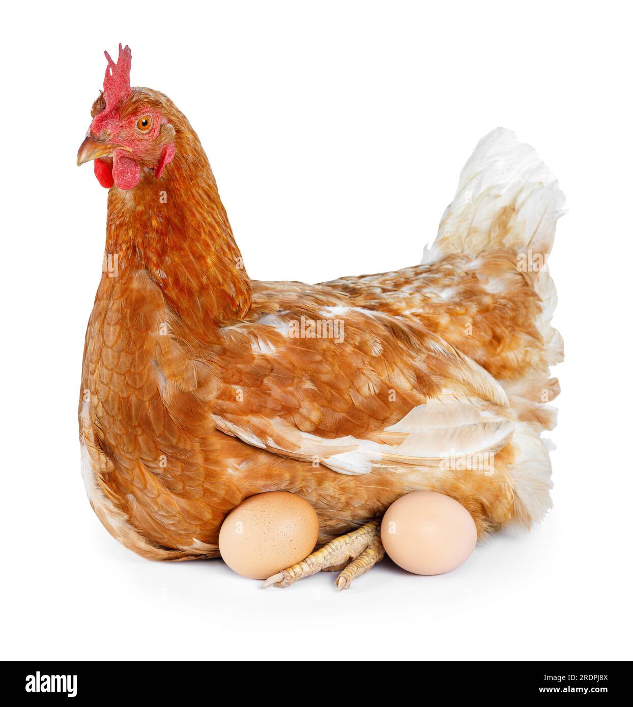 side view of one red laying hen hatching eggs isolated on white ...