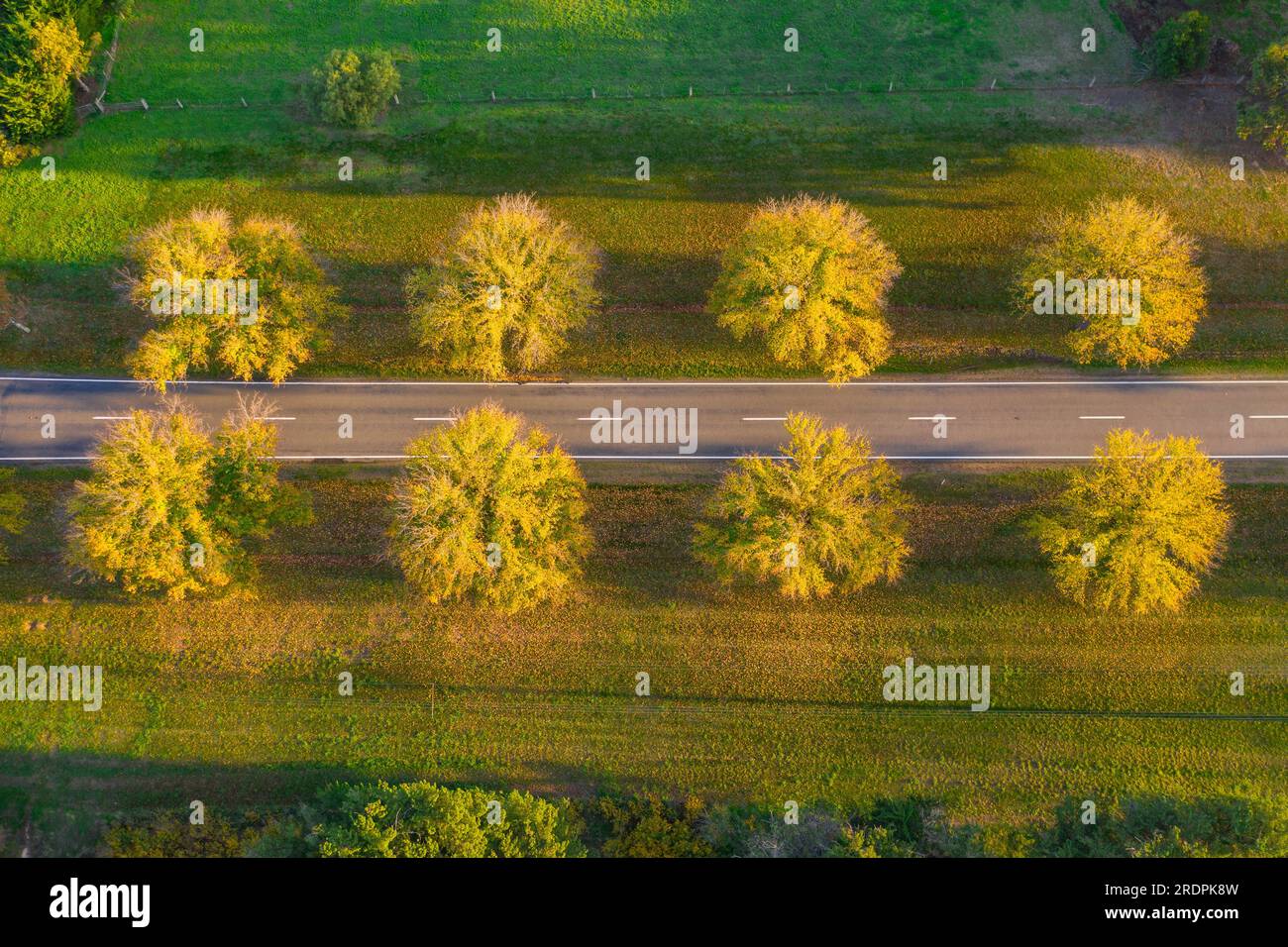 Aerial view of yellow treetops lining a rural roadside at Newstead in ...