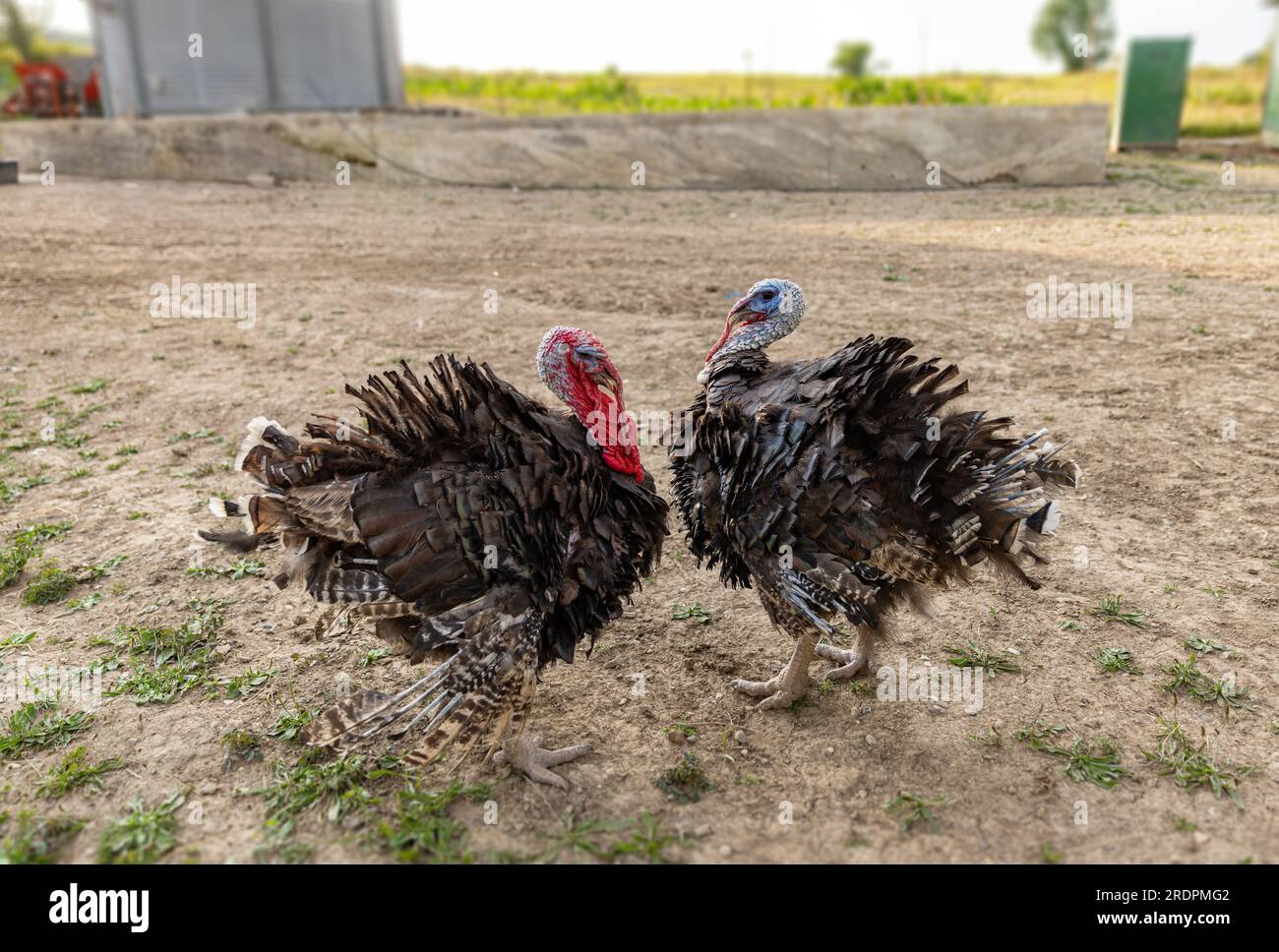 Turkeys on a home farm. Turkeys in a rural backyard Stock Photo - Alamy