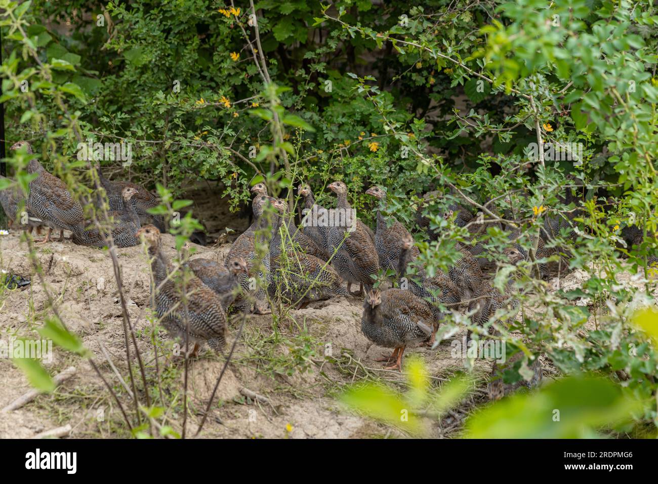 Domestic female guinea fowl in private farm Stock Photo - Alamy